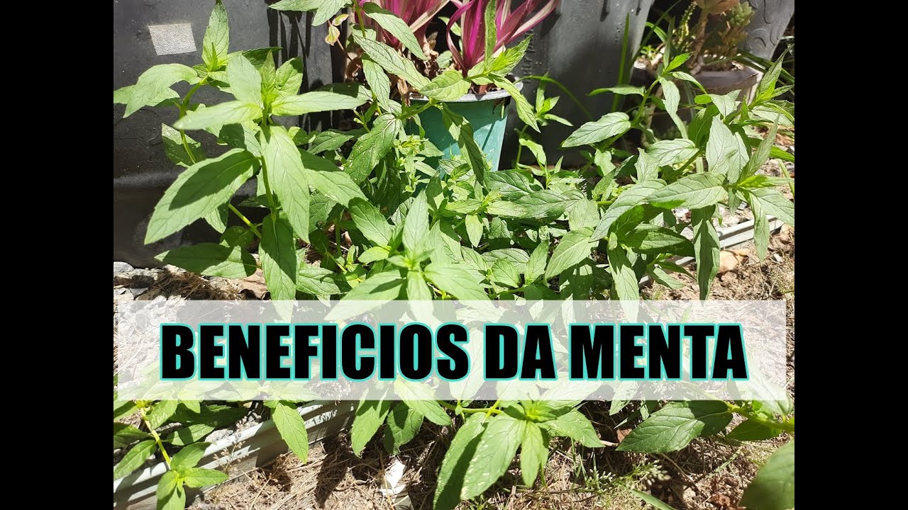 OS BENEFIOS DA MENTA E COMO PLANTAR MENTA EM CASA #jardinagem #plantasmedicinais # ...