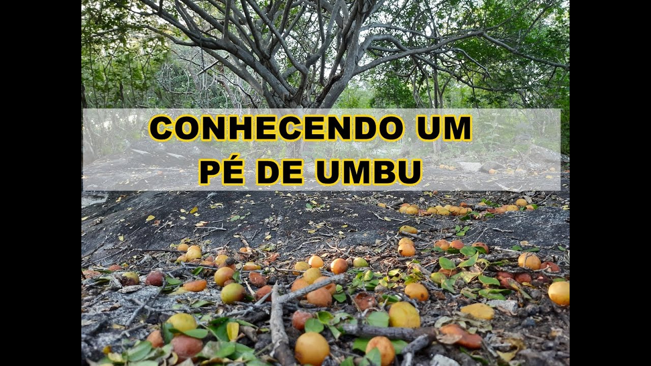 CONHEÇA O UMBUZEIRO, COLHEITA DE UMBU NO NORTE DE MINAS #plantas # ...