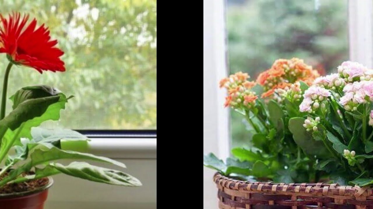 11 PLANTAS DE INTERIOR COM FLORES QUE TRARA VIDA A SUA CASA - Terracota ...