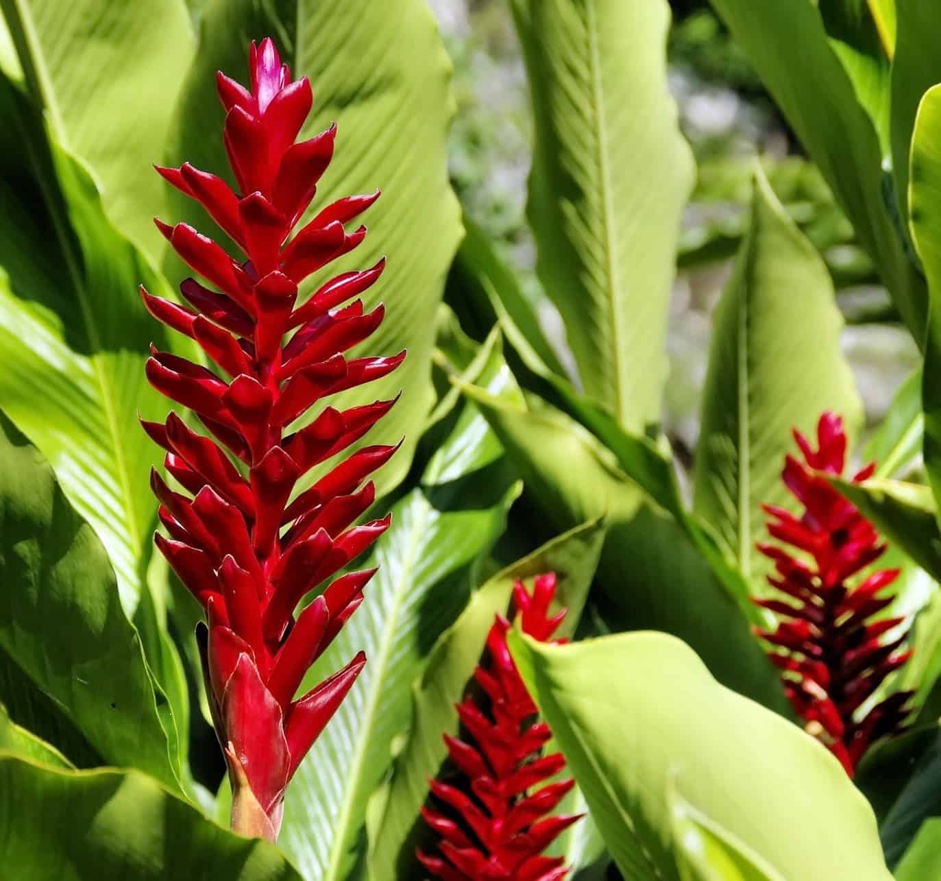Alpínia (Alpinia purpurata)