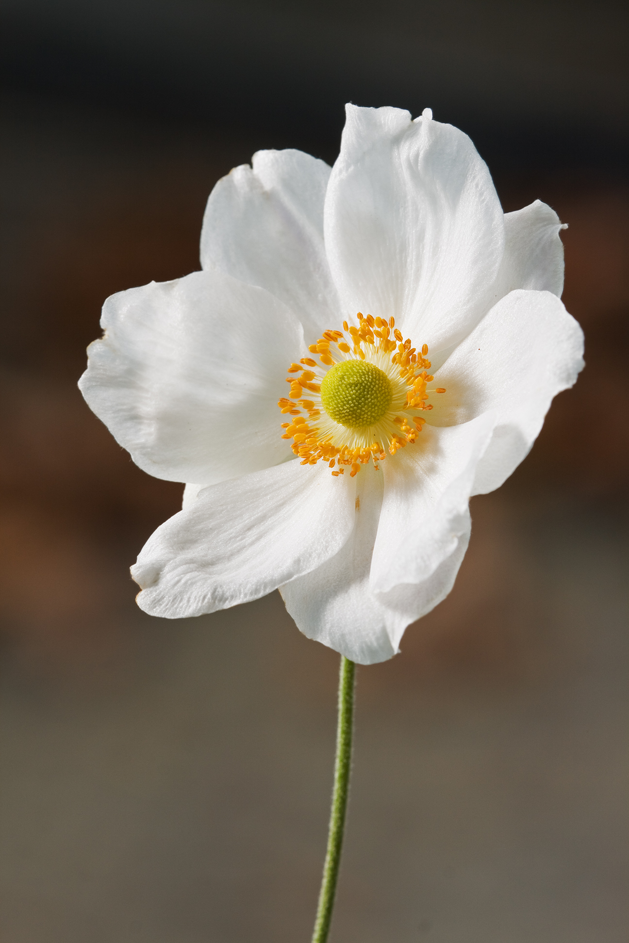 Anêmona-do-japão (Anemone hupehensis)