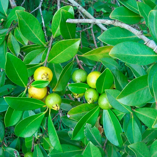 Araçá (Psidium cattleyanum)